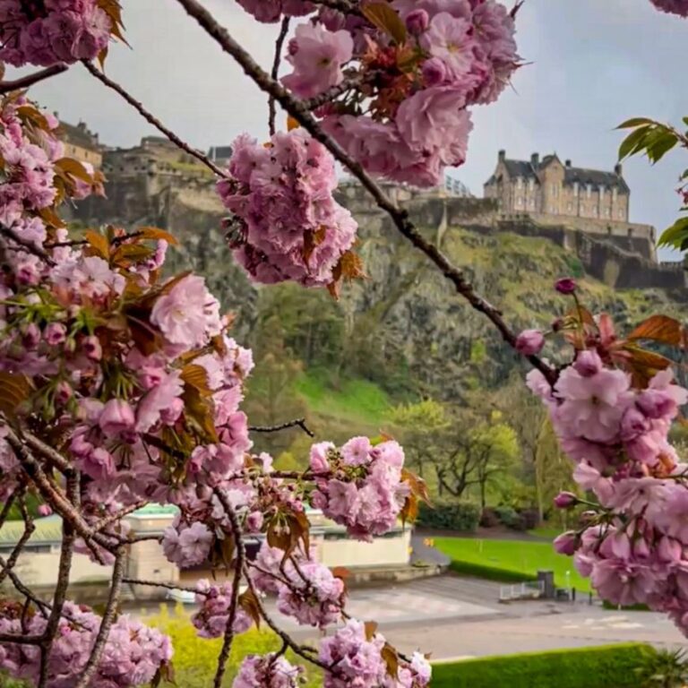 Best Places To See Cherry Blossoms in Edinburgh
